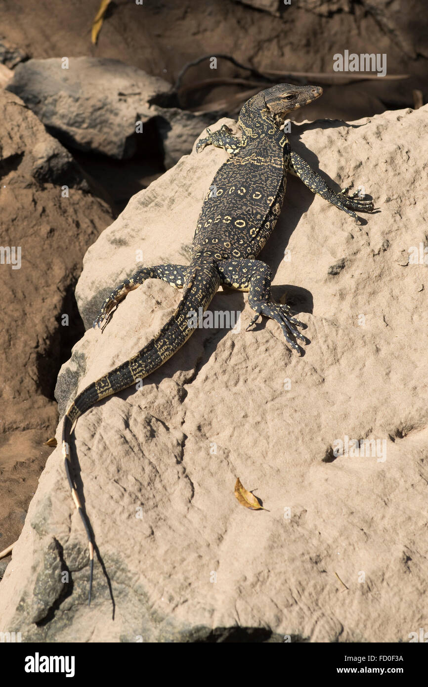 Young Asian water water monitor lizard, Varanus salvator, basking on a ...