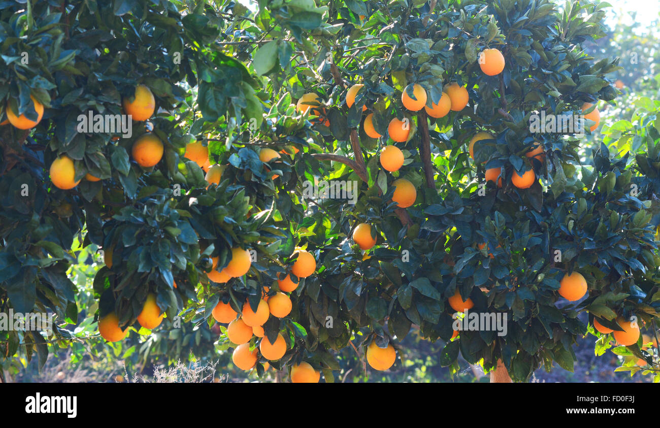 Oranges on tree Stock Photo - Alamy