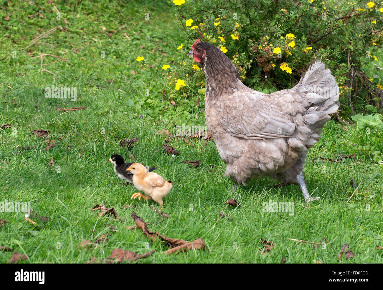 baby chicken and hen Stock Photo - Alamy