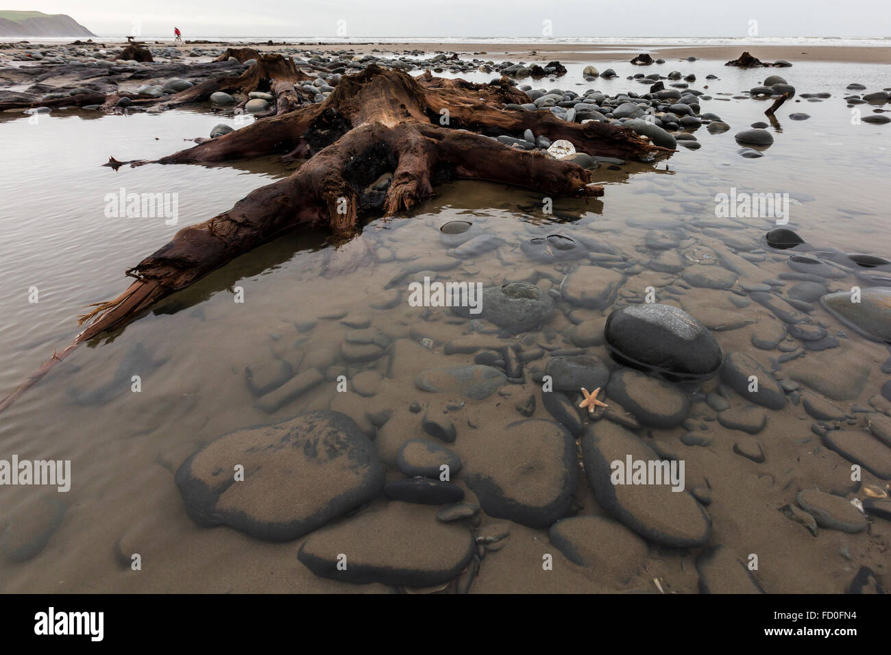 The submerged forest at and starfish Borth, Ceredigion Stock Photo - Alamy