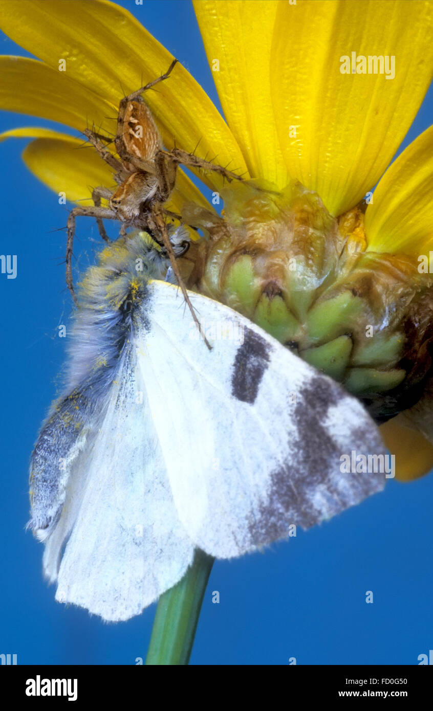 Spider hunts butterfly Stock Photo - Alamy