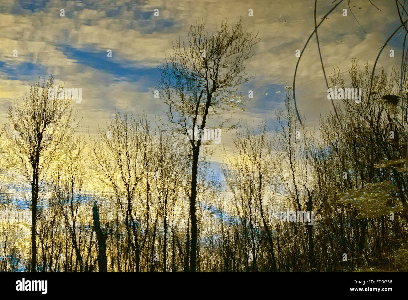 Reflections of sky in trees Stock Photo - Alamy