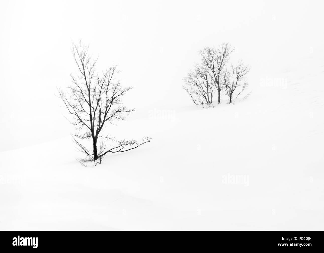 single tree isolated Stock Photo - Alamy