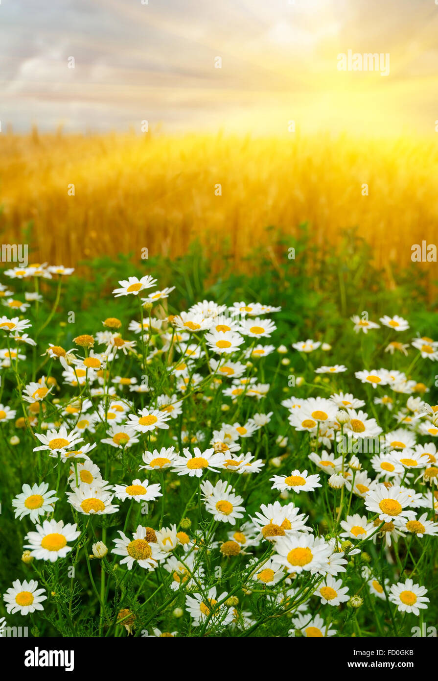 Sun rising over green grass hi-res stock photography and images - Alamy