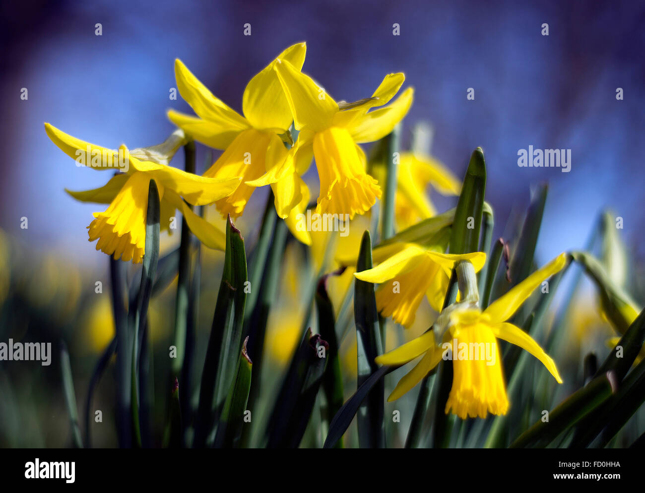 A picture shows daffodils blooming on a sunny spring day in St James's ...