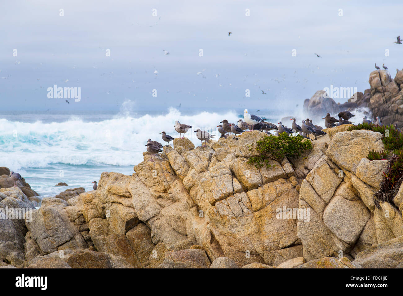 Bird Rock with water birds. seagulls and cormorants birds sitting on ...