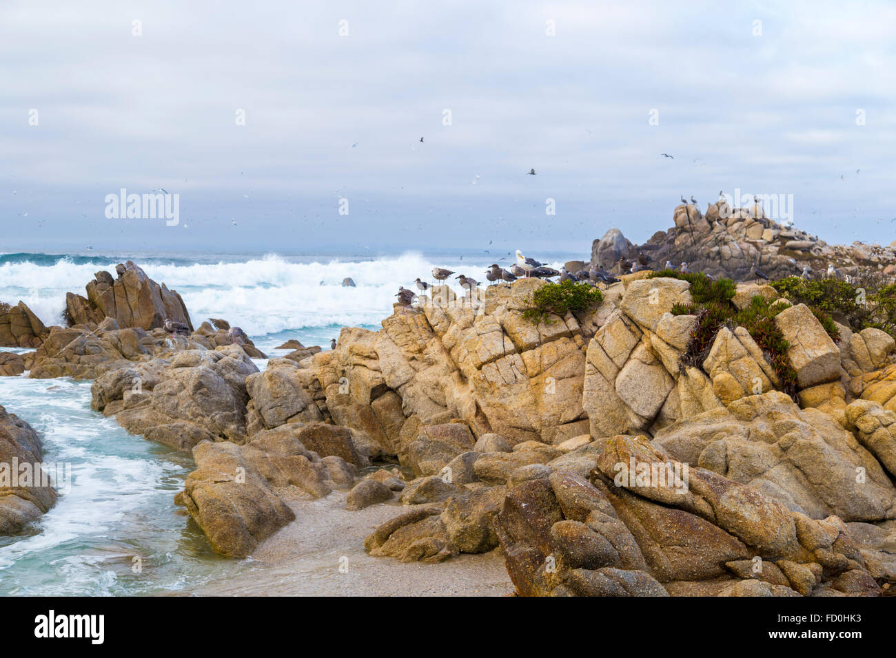 Bird Rock with water birds. seagulls and cormorants birds sitting on ...