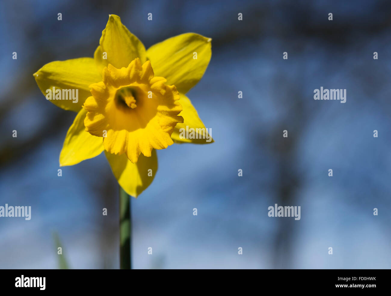 A picture shows daffodils blooming on a sunny spring day in St James's ...