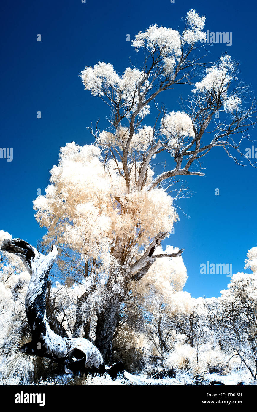 Australian impressionism hi-res stock photography and images - Alamy