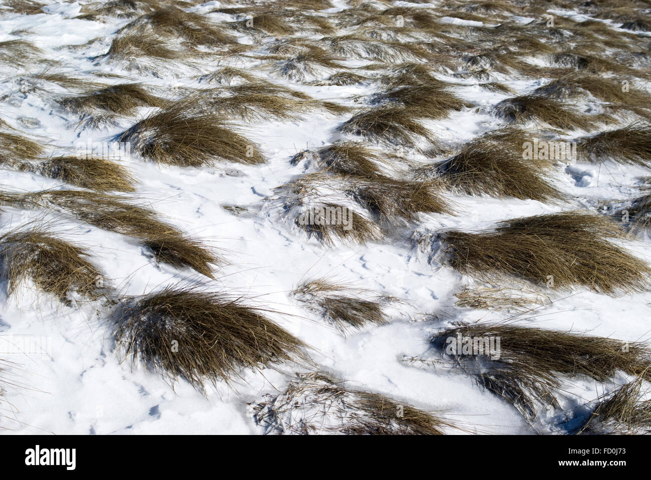 Herbs covered in snow Stock Photo - Alamy
