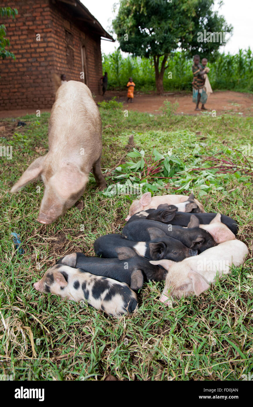 Sow with piglets hi-res stock photography and images - Alamy