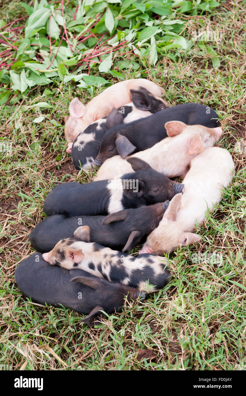 Sow with piglets on small farm, Uganda Stock Photo - Alamy