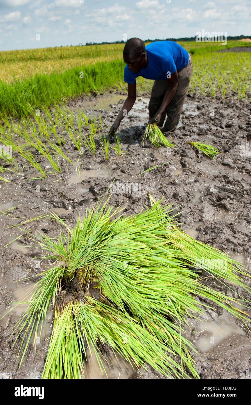 Worker up to his knees in mud in a paddy field planting new rice plants ...
