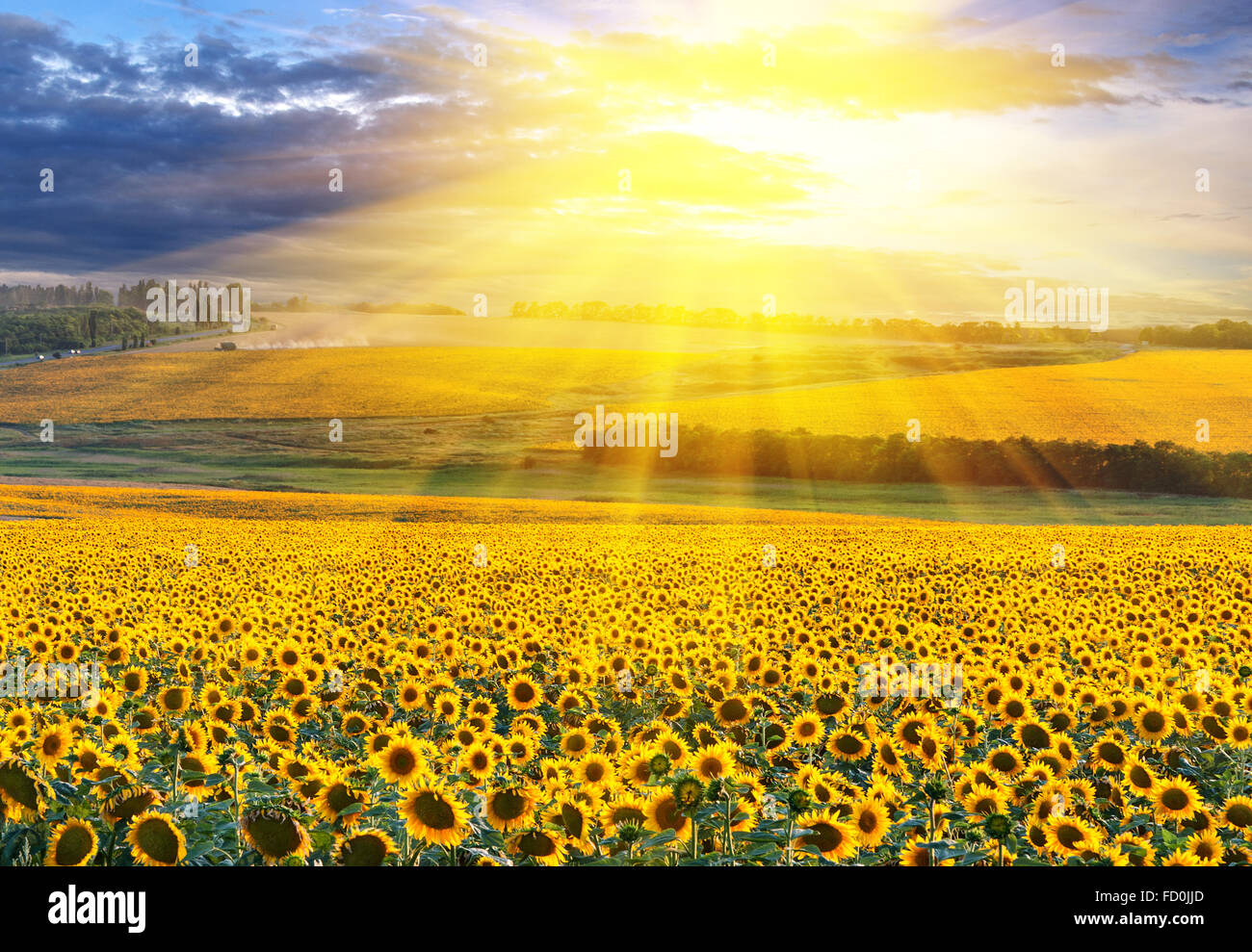 Sunset over sunflower field hi-res stock photography and images - Alamy
