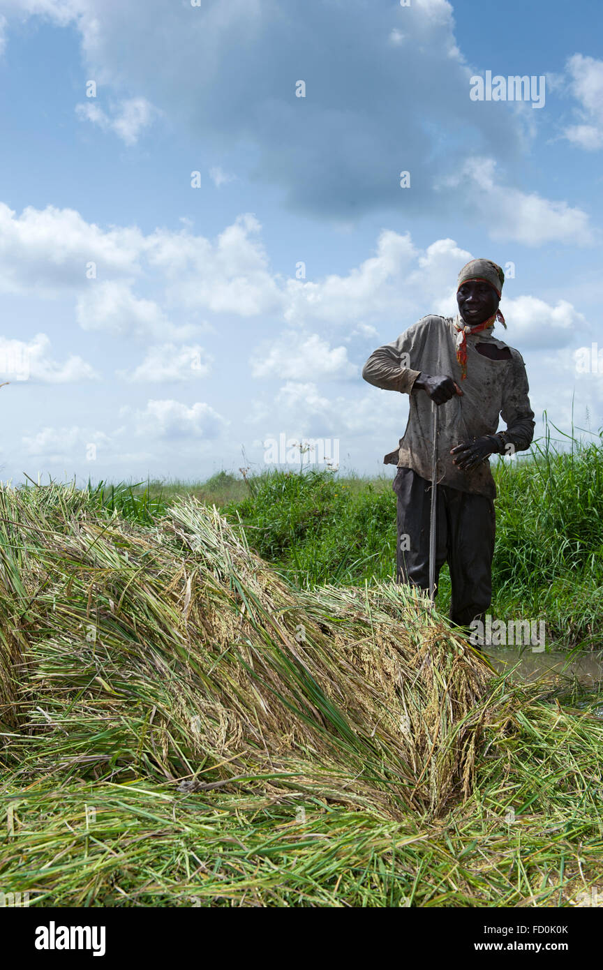 Leading a bundle of cut rice plants to the threshing area of a rice ...