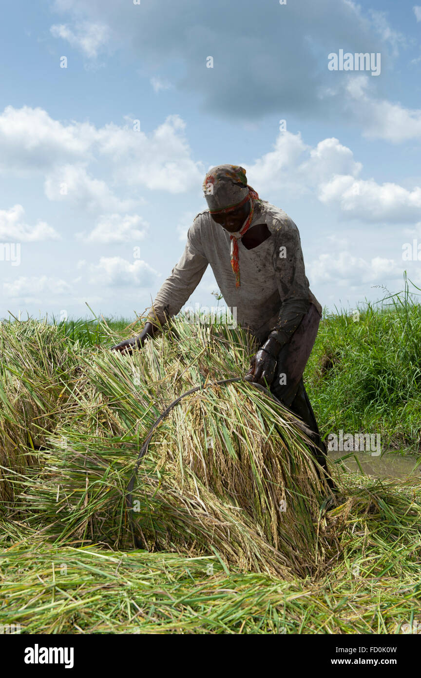 Leading a bundle of cut rice plants to the threshing area of a rice ...