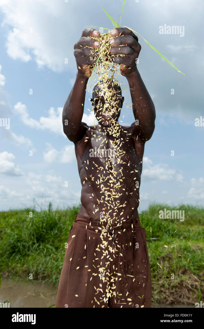 Ugandan man holding grains of rice after threshing. Uganda Stock Photo ...