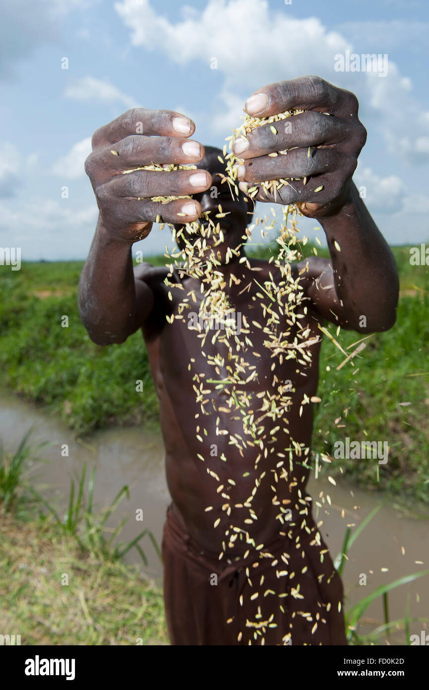 Ugandan man holding grains of rice after threshing. Uganda Stock Photo ...