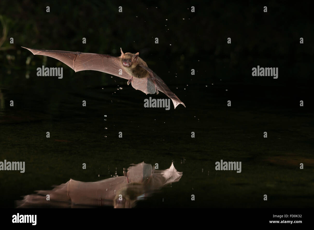 Brown bat hi-res stock photography and images - Alamy