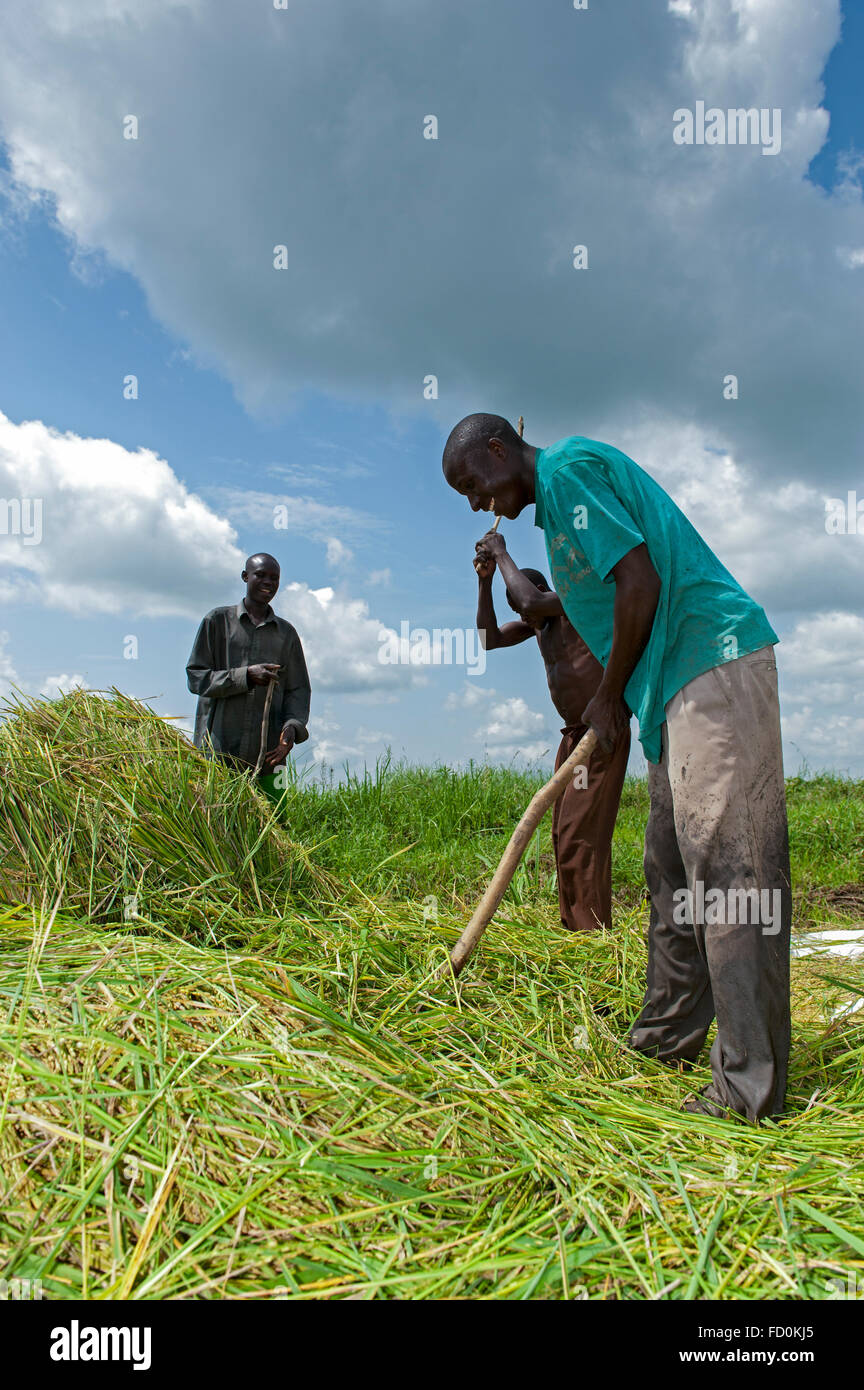 Threshing flail hi-res stock photography and images - Alamy