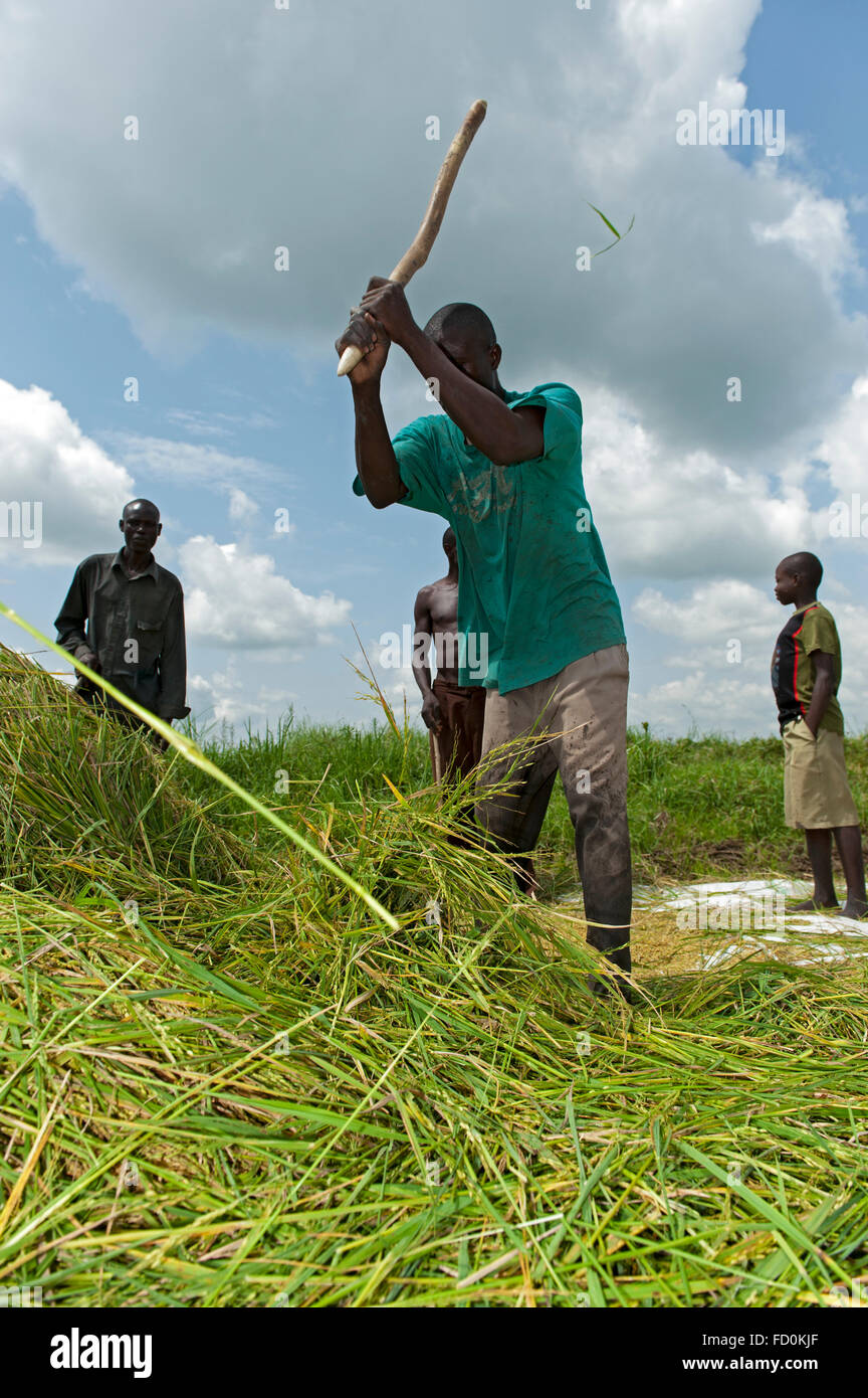 Threshing cut rice plants with flails to collect rice grains. Uganda ...
