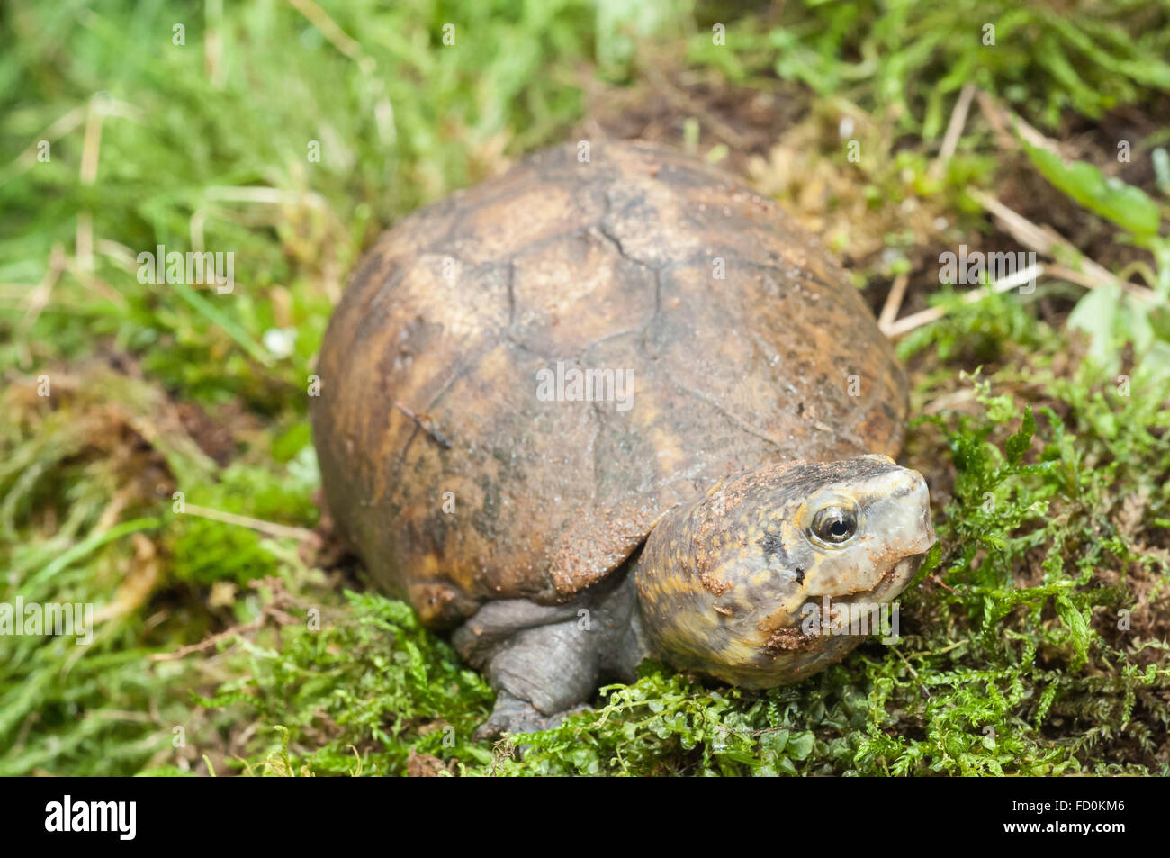 Eastern mud turtle, Kinosternon subrubrum subrubrum, endemic to the ...