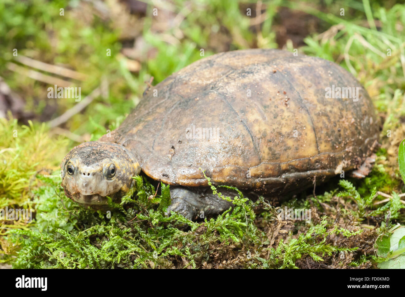 Mississippi mud turtle hi-res stock photography and images - Alamy