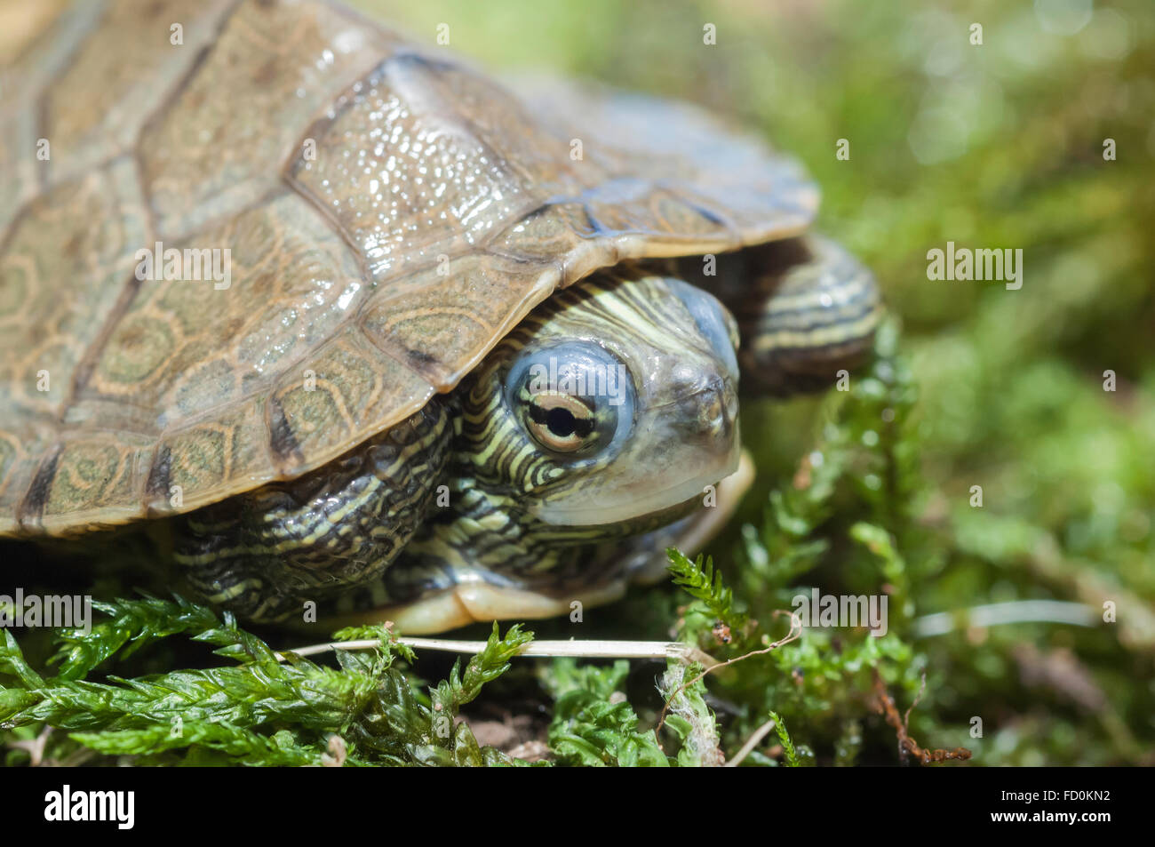 False map turtle, Graptemys pseudogeographica, endemic to the United ...