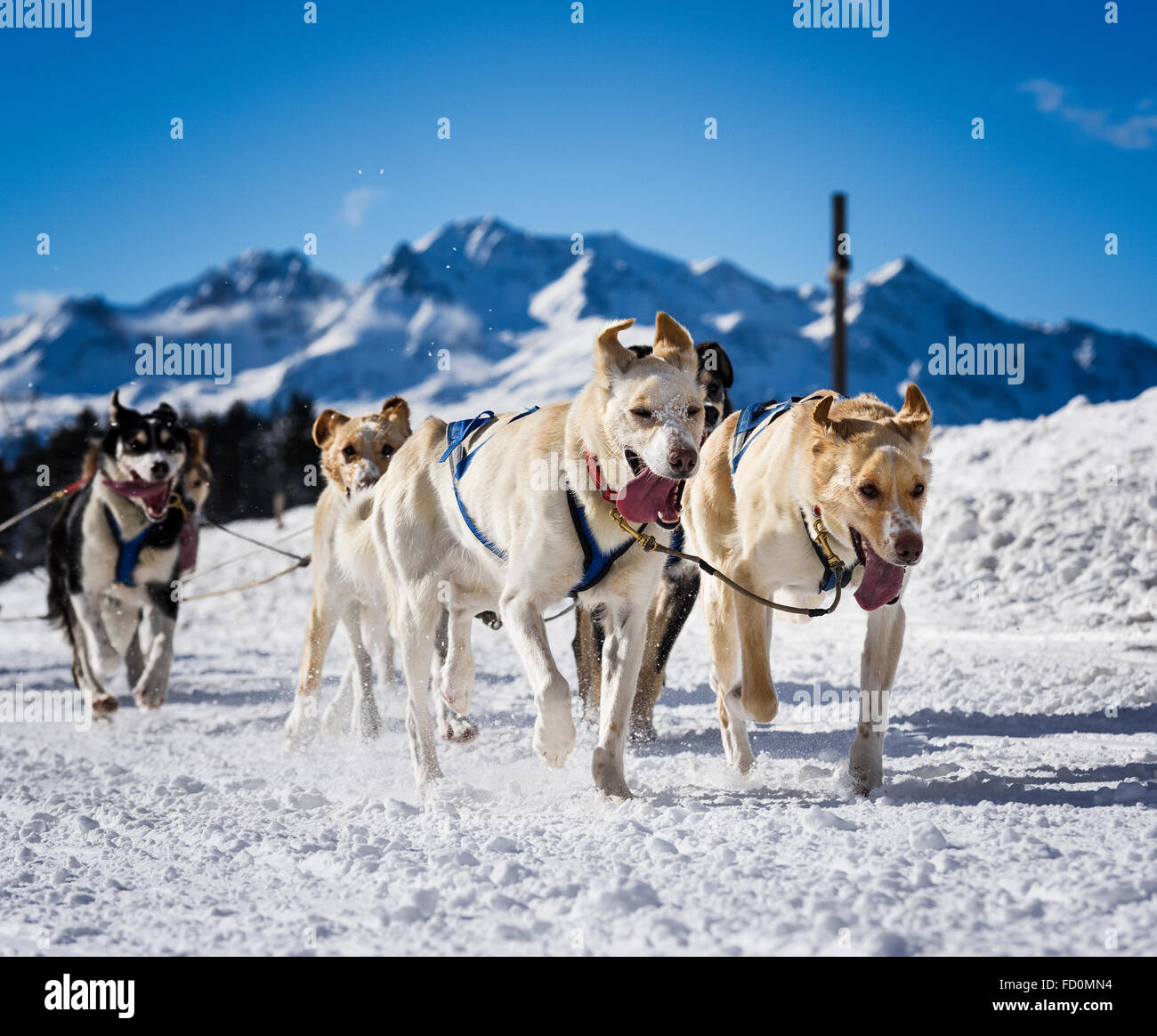 Human dog team hi-res stock photography and images - Alamy