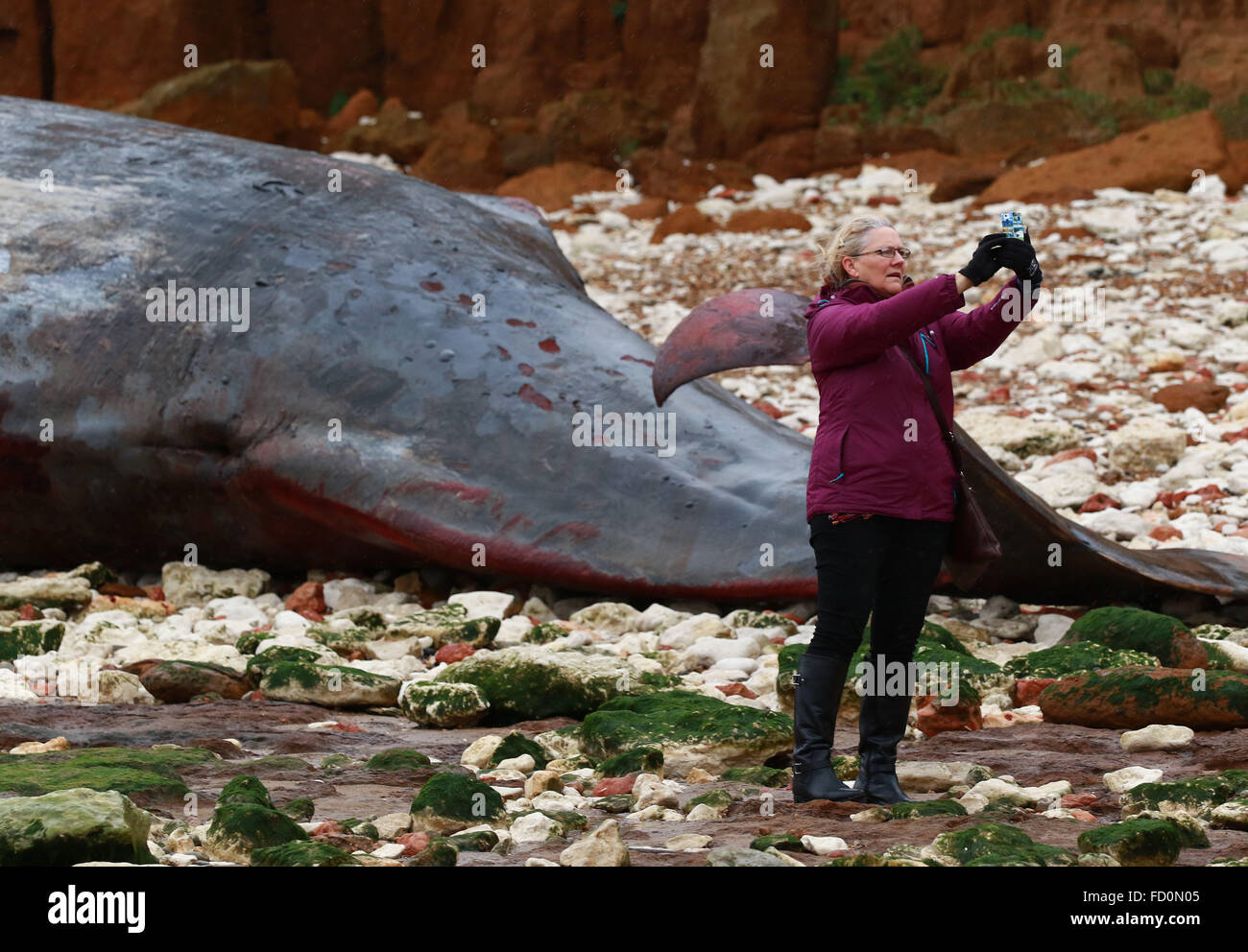 Hunstanton, Norfolk, UK. 26th January, 2016. A lady takes a selfie in ...