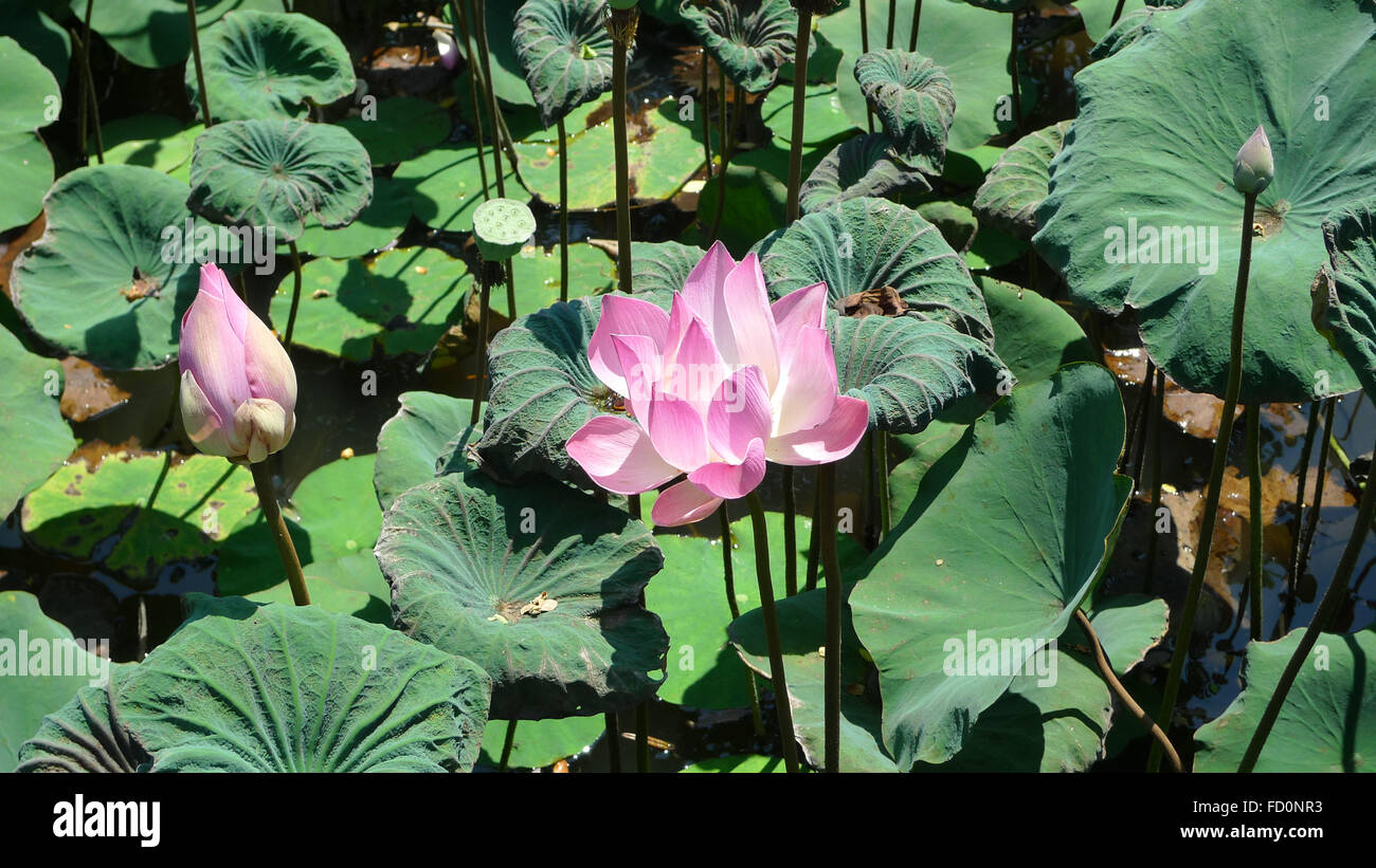 Field of lotus flowers Stock Photo - Alamy