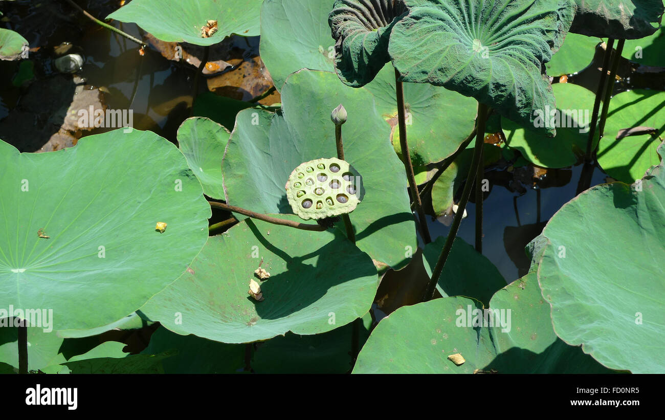 Lotus seed pod hi-res stock photography and images - Alamy