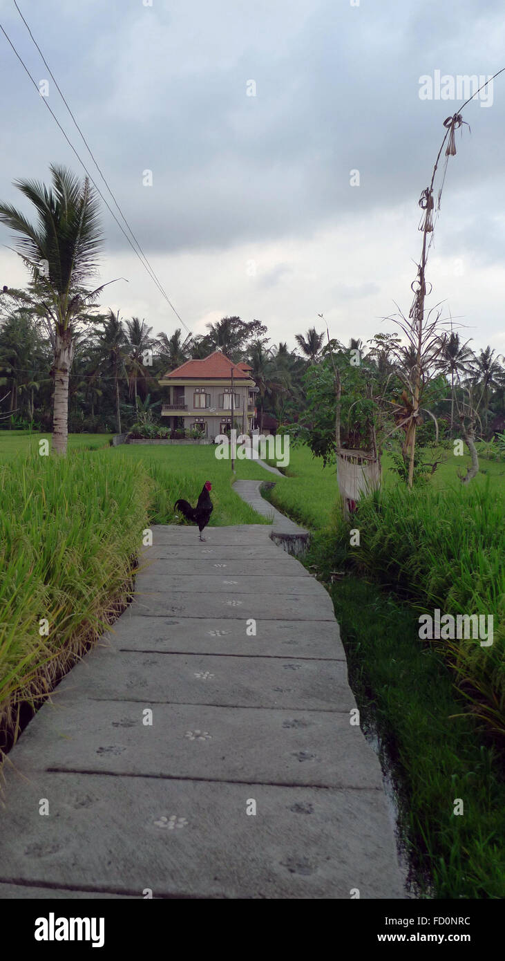 Rooster on path in rice fields before a tropical storm Stock Photo - Alamy