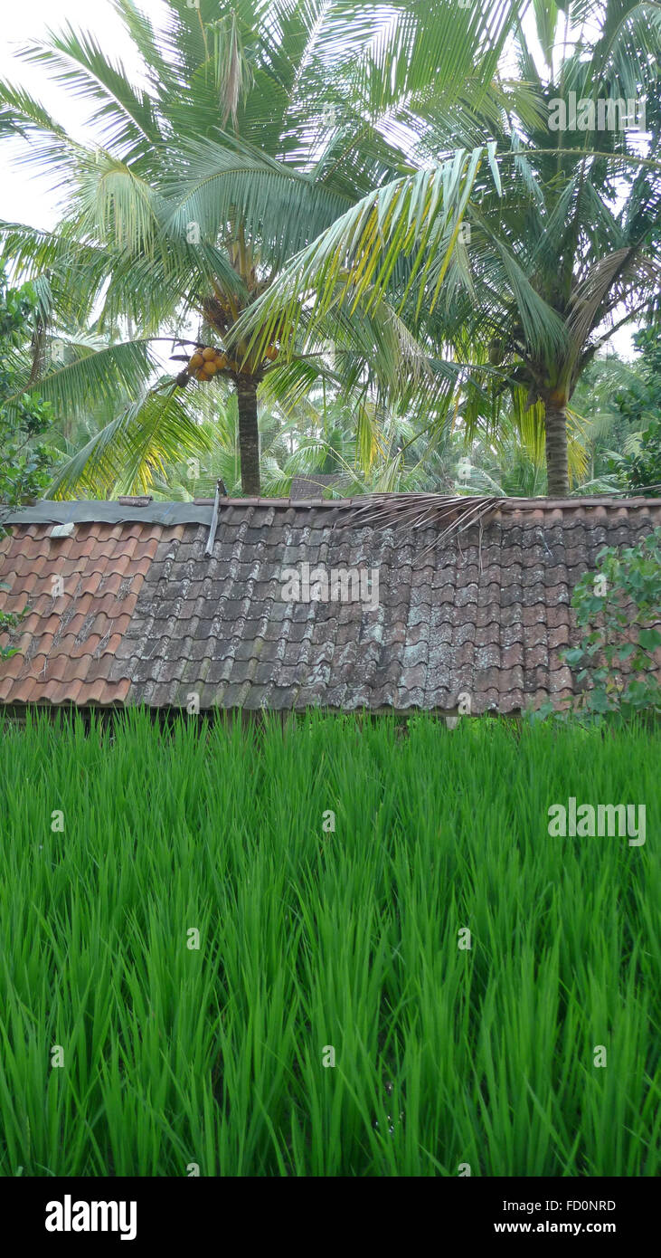 rice fields, tile roof, and palm trees Stock Photo - Alamy