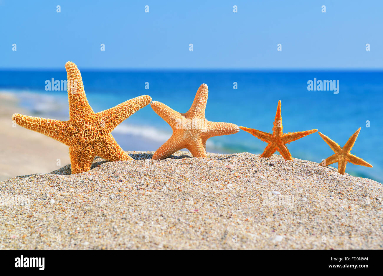 Starfishes on the beach hi-res stock photography and images - Alamy