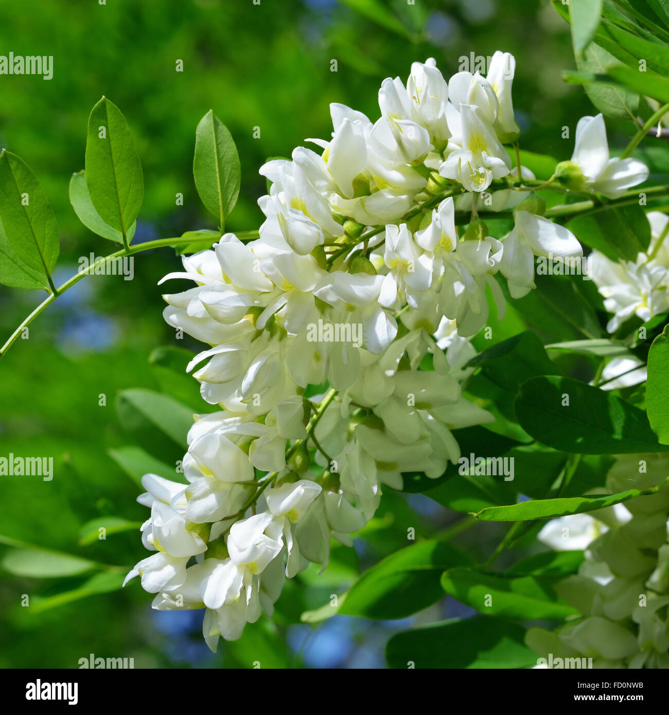 Acacia flower hi-res stock photography and images - Alamy