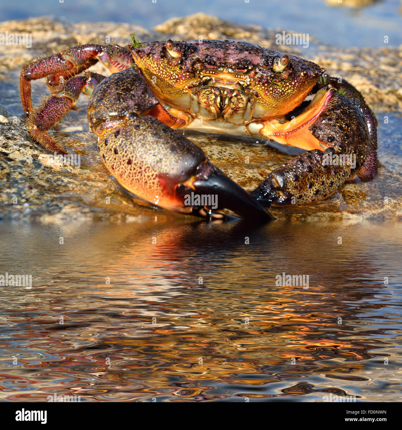 Large Stone Crab on coastal rocks at the sea Stock Photo - Alamy