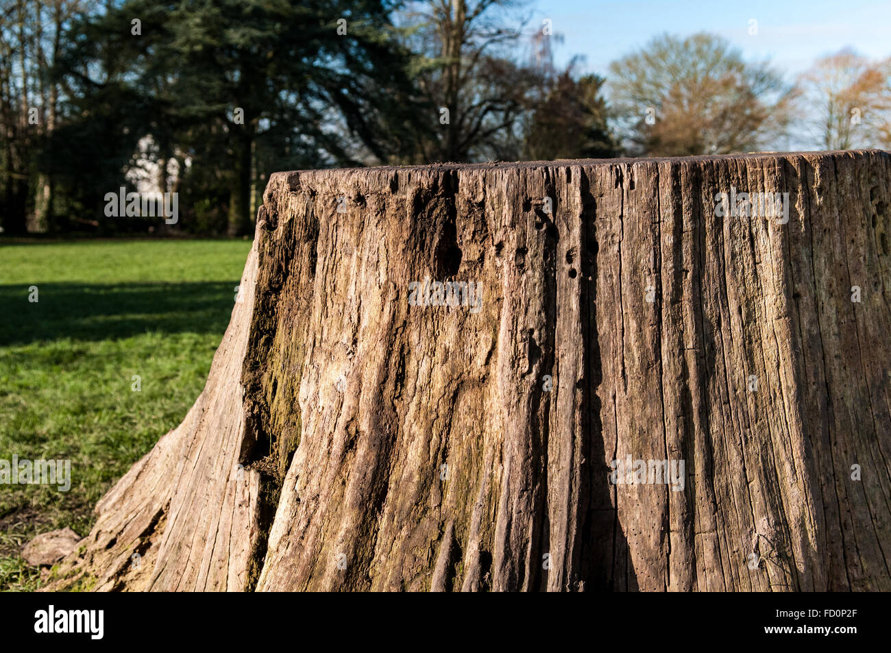 Chopped tree trunk hi-res stock photography and images - Alamy