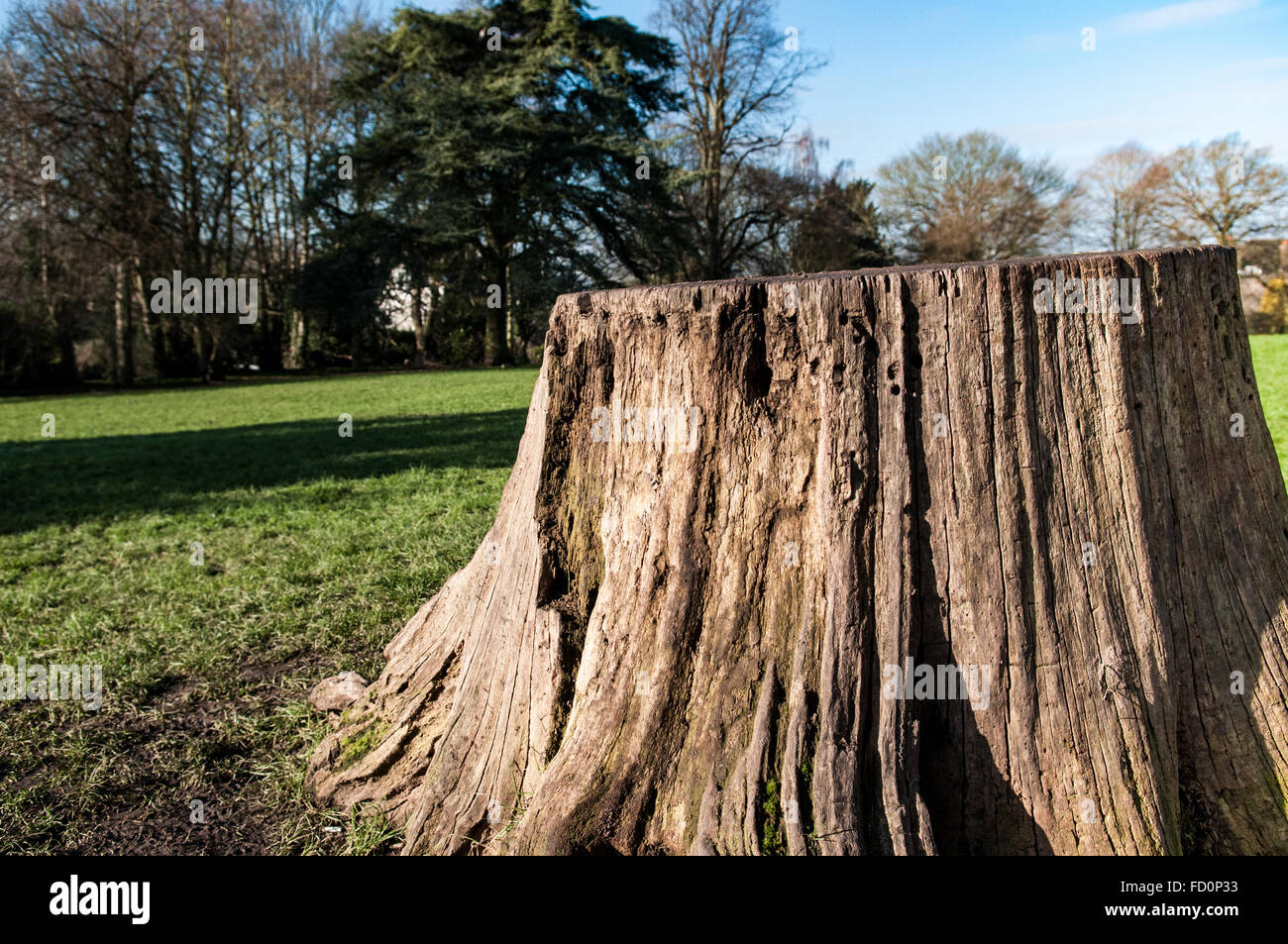 Chopped tree trunk hi-res stock photography and images - Alamy