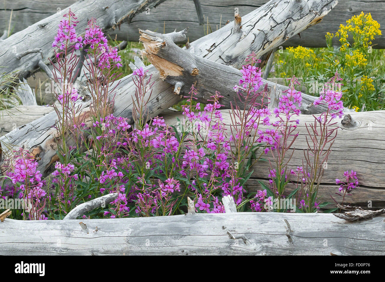 Yellowstone forest fireweed hi-res stock photography and images - Alamy