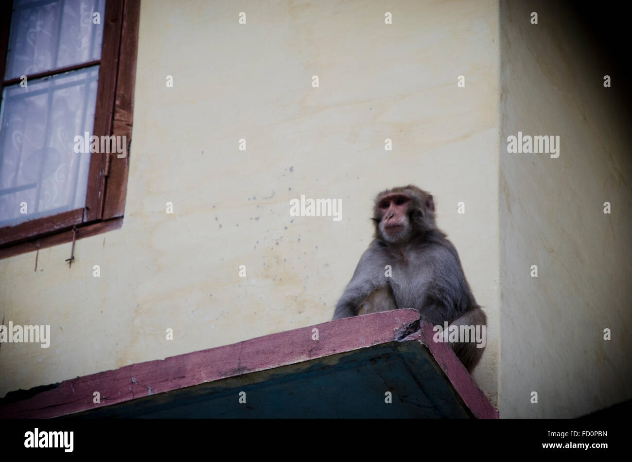 Monkey on a roof hi-res stock photography and images - Alamy