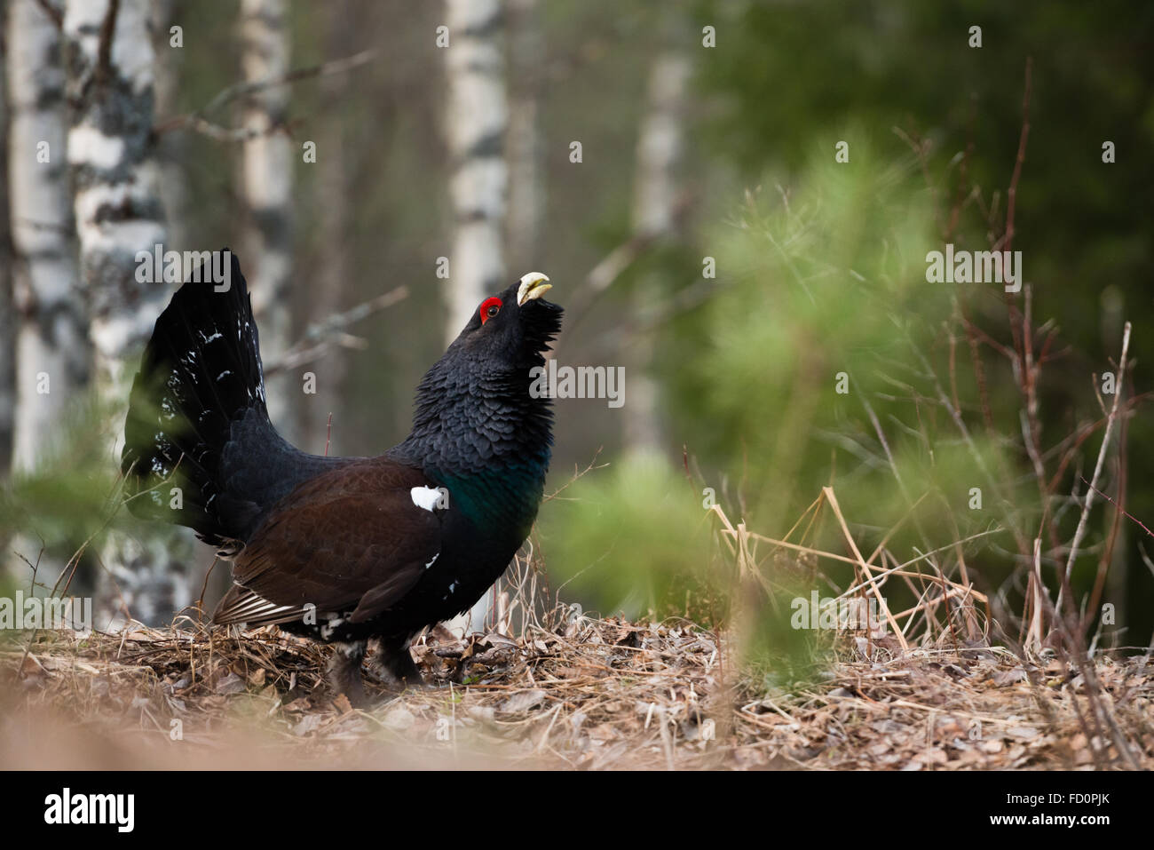 Western capercaillie (Tetrao urogallus), male bird in the forest Stock ...