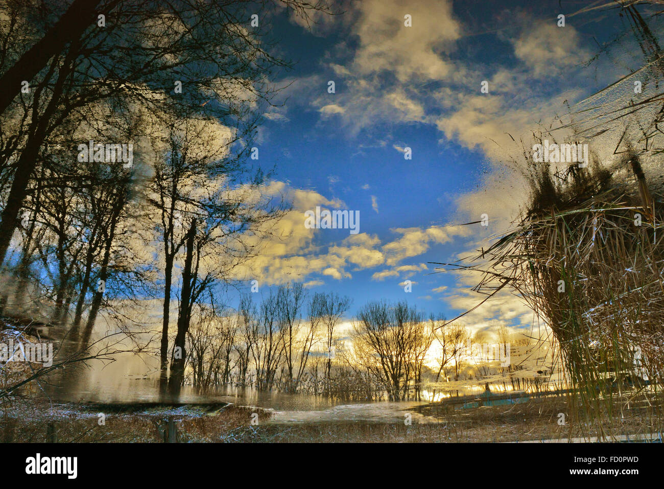 Trees reflected in pond Stock Photo - Alamy