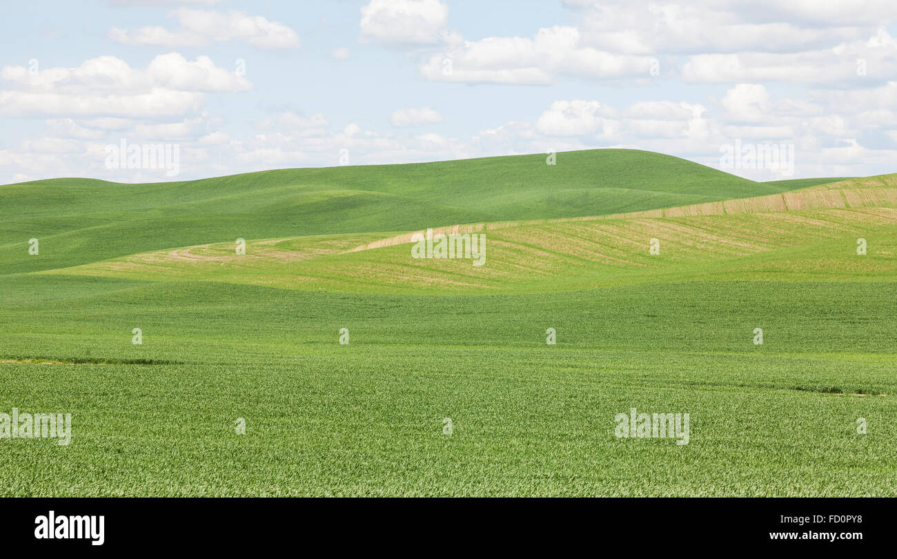 Wheat fields in the Palouse region of Washington State near Colfax in ...