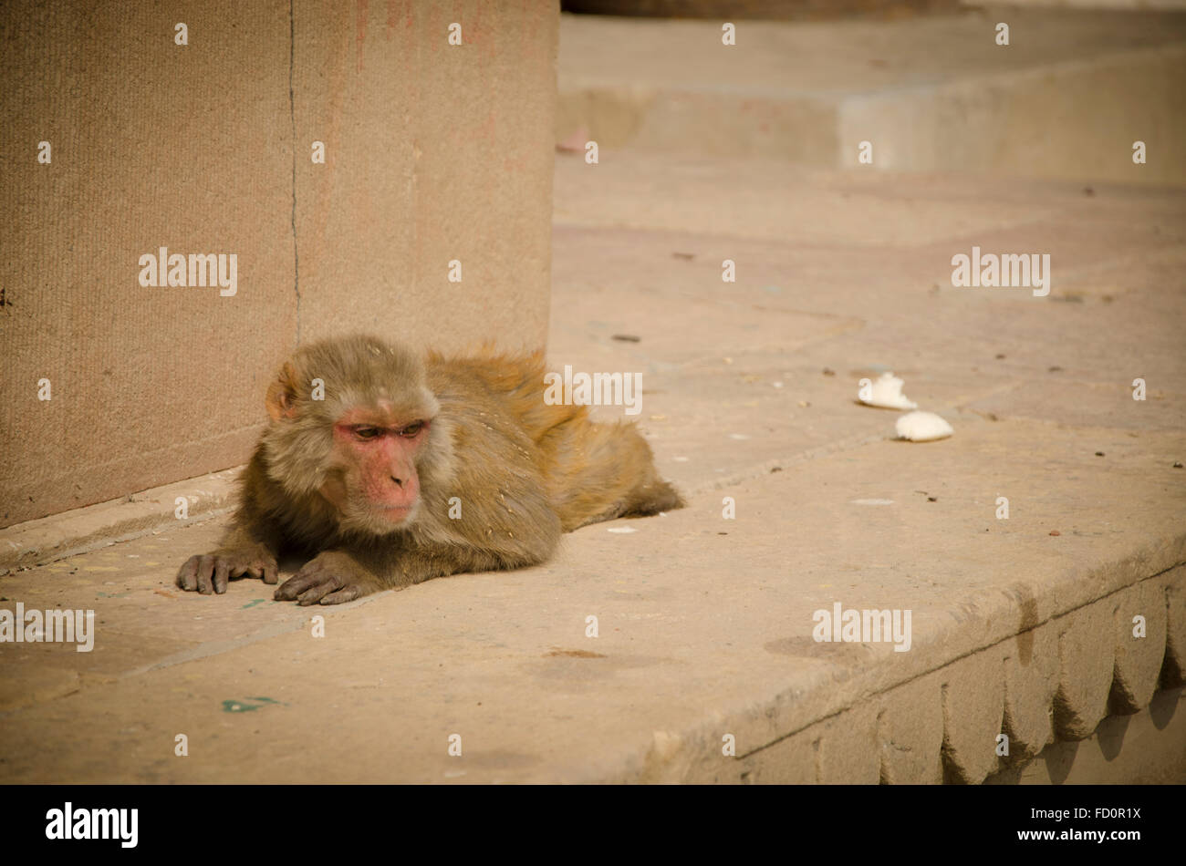 Monkey in Varanasi, Uttar Pradesh, India Stock Photo - Alamy