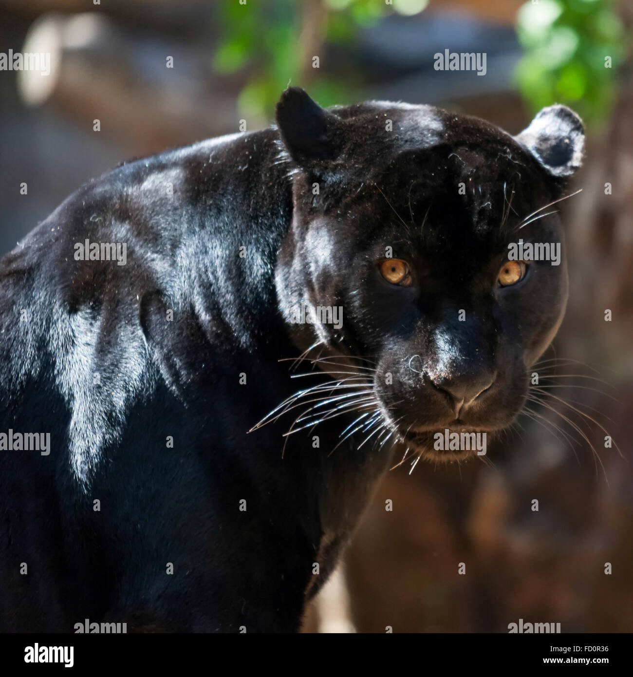 Black jaguar walking hi-res stock photography and images - Alamy