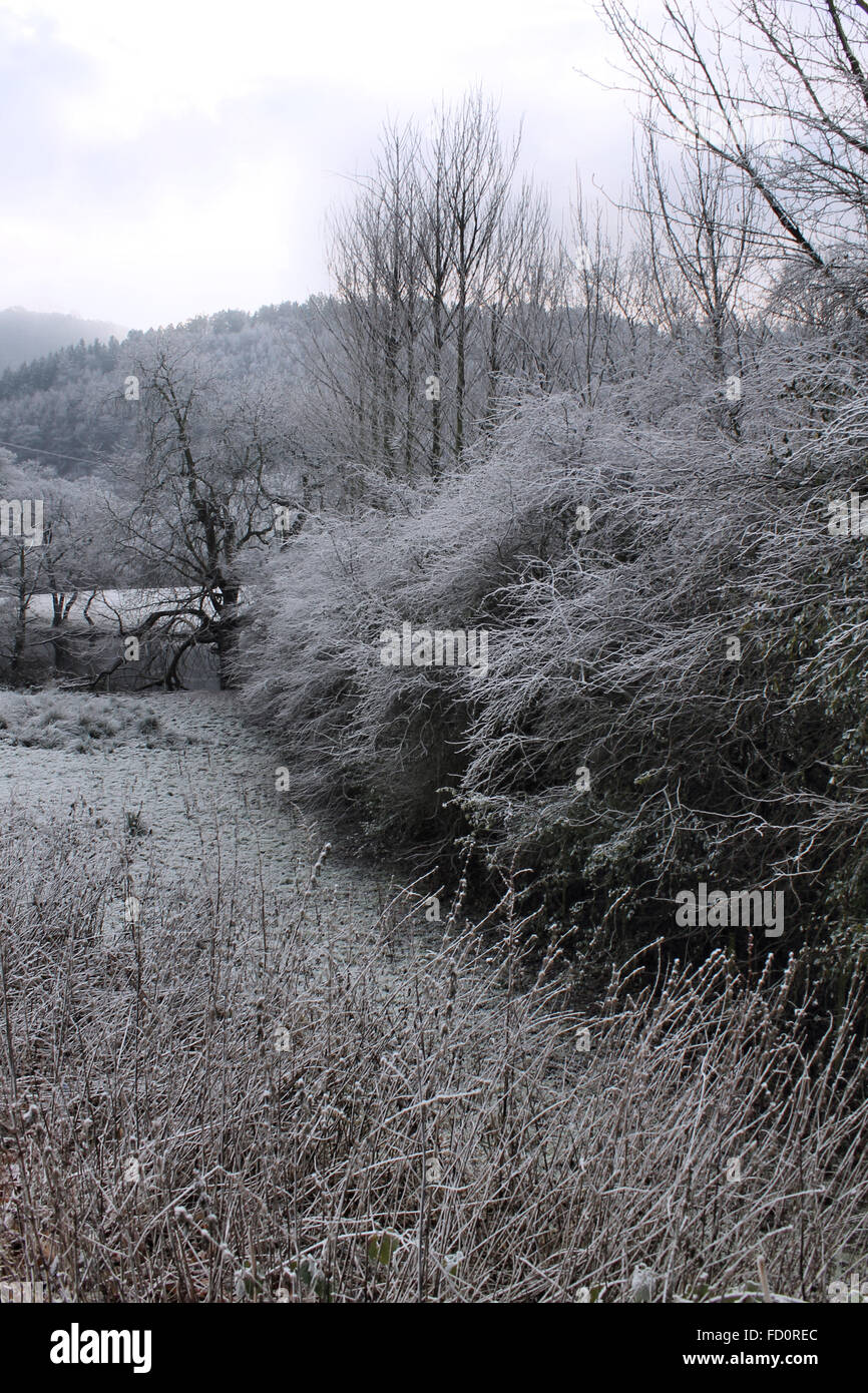 Hoar frost on trees Stock Photo - Alamy