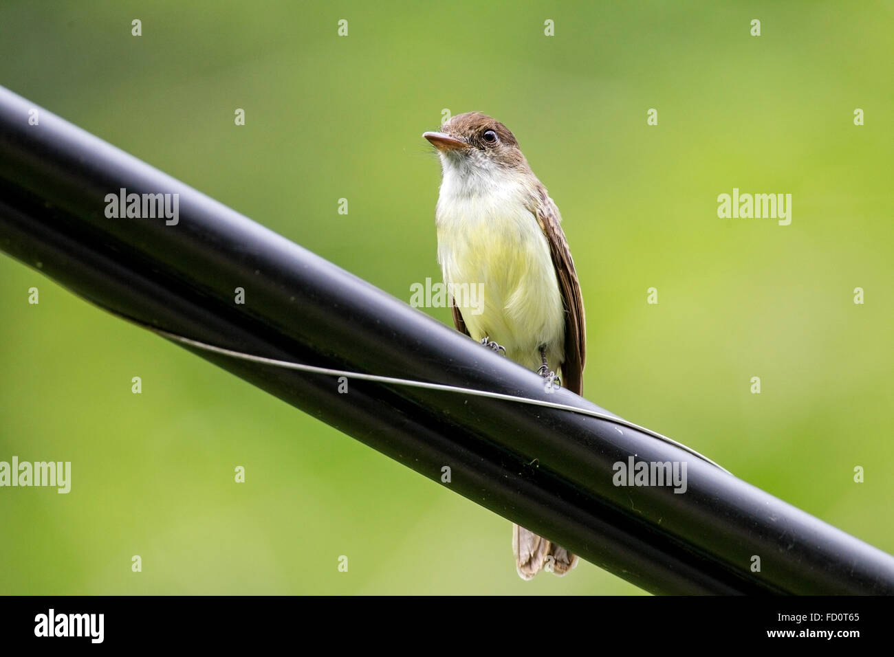 Sad flycatcher myiarchus barbirostris adult hi-res stock photography ...