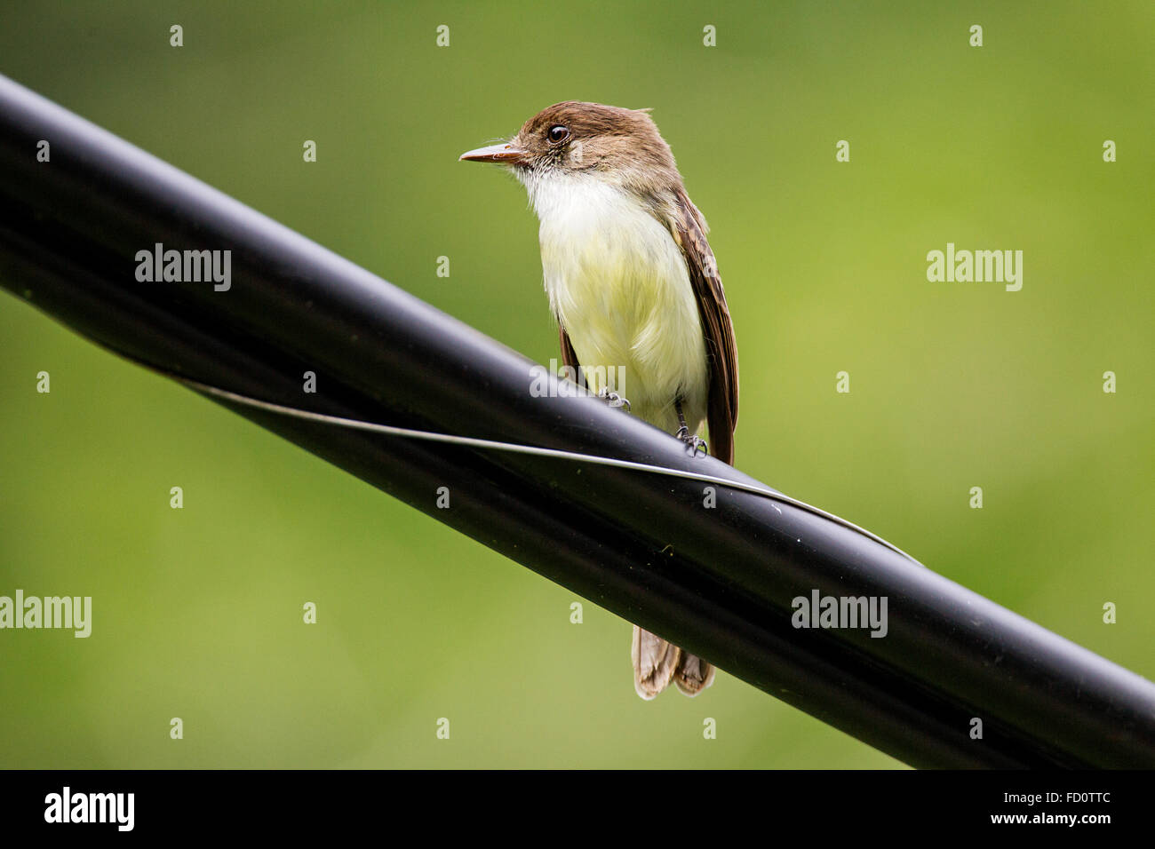 sad flycatcher (Myiarchus barbirostris) adult perched on telegraph wire ...