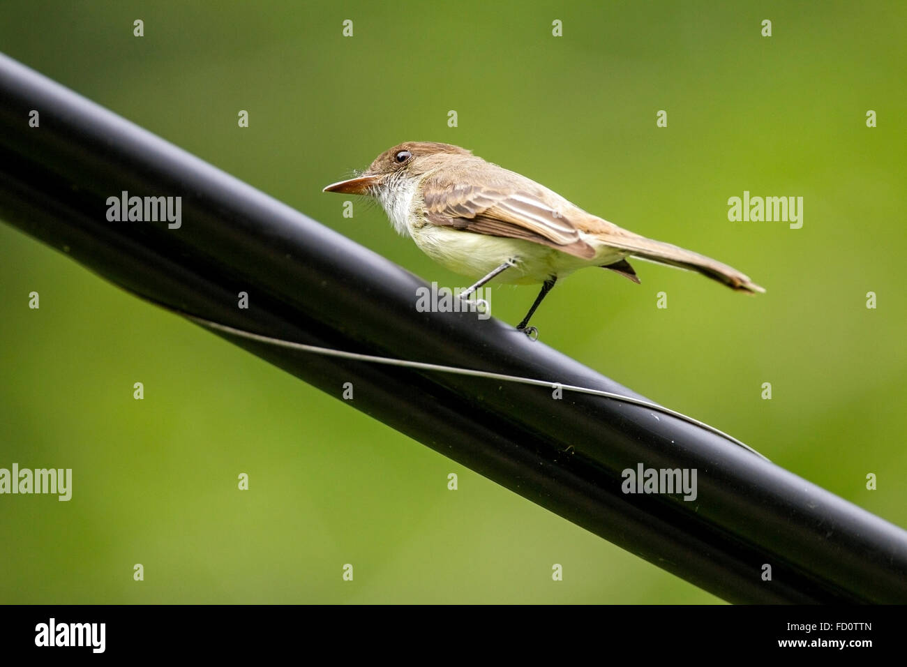 Sad flycatcher myiarchus barbirostris adult hi-res stock photography ...